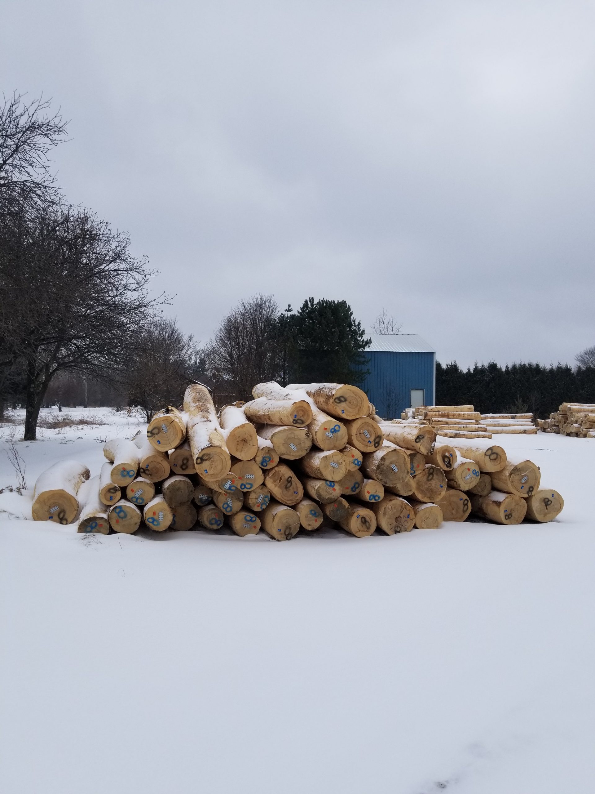 Home | Global Exporter of Premium Forest Products