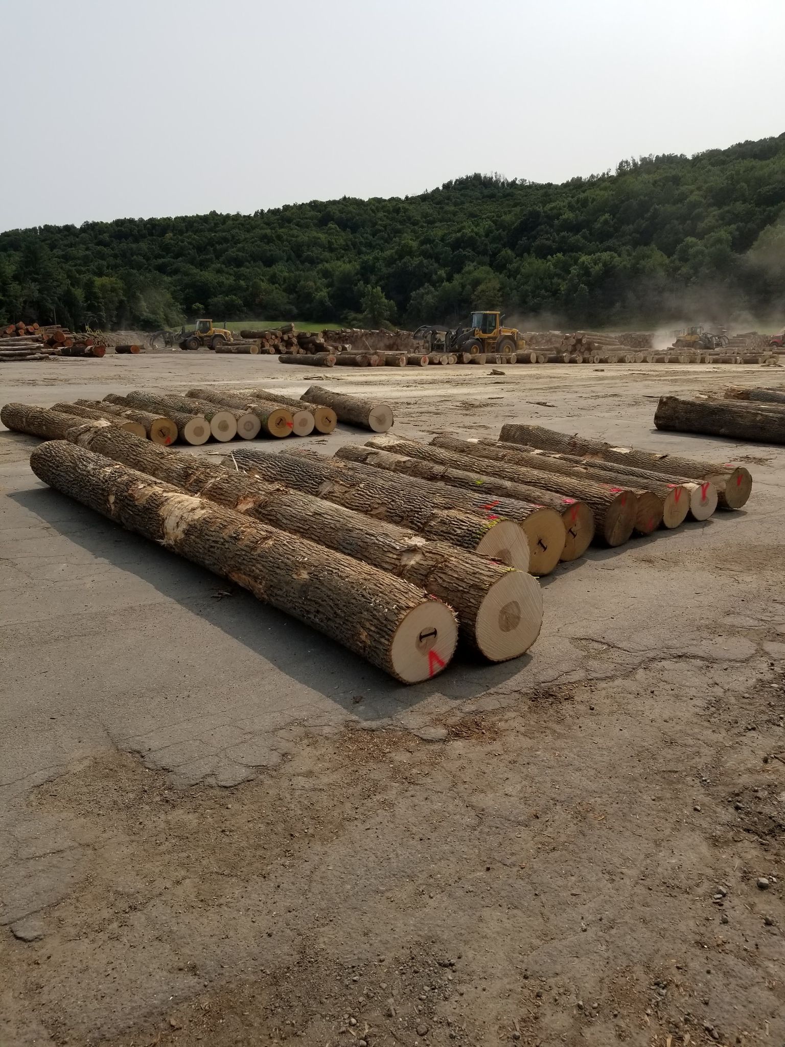 Home | Global Exporter of Premium Forest Products
