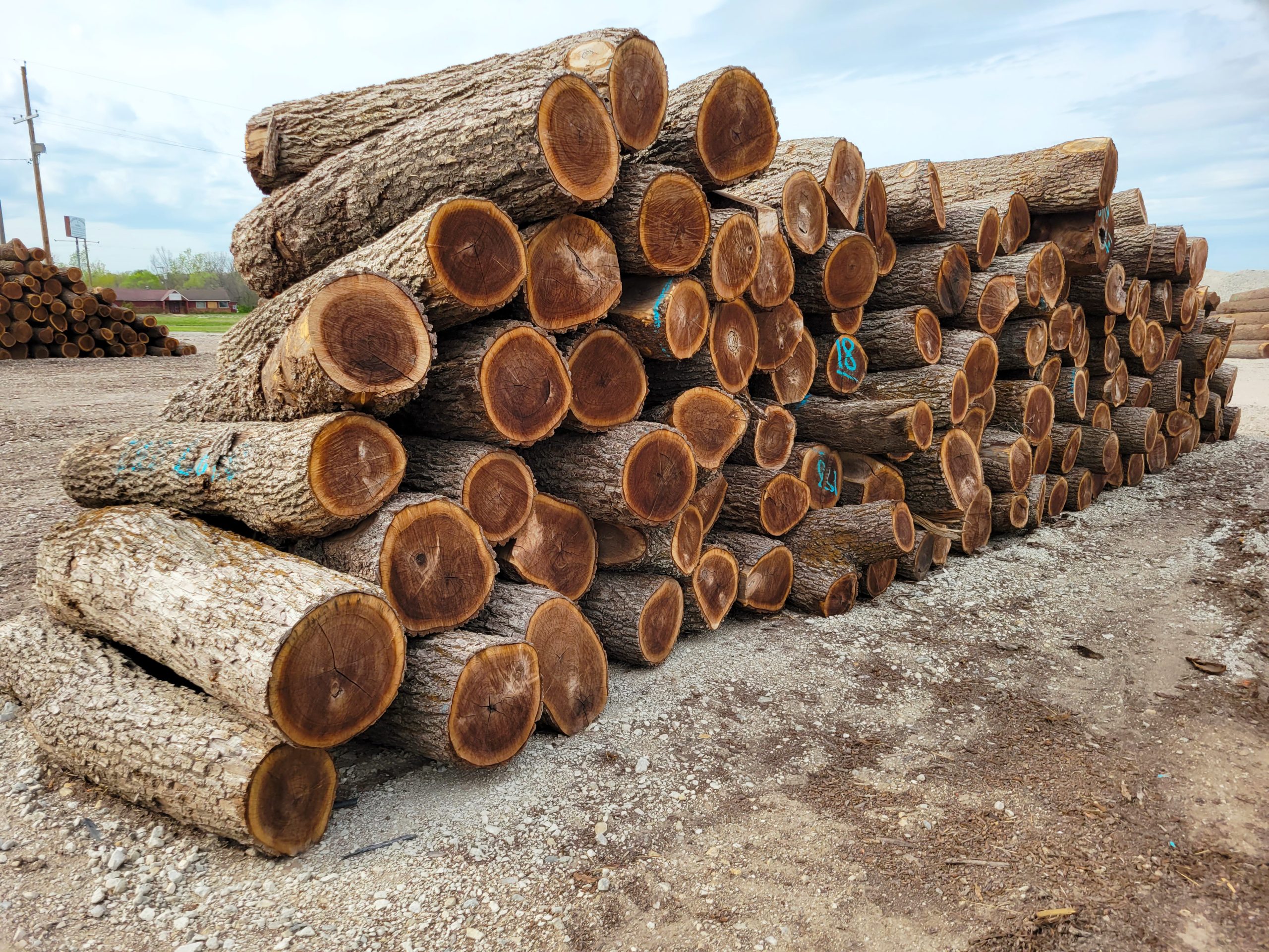 Home | Global Exporter of Premium Forest Products